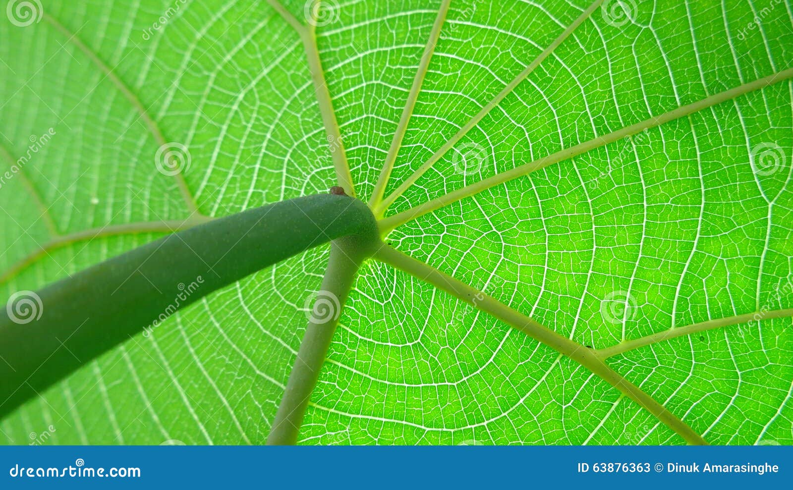 Circulation Systems of Nature Stock Image - Image of circulation, water ...