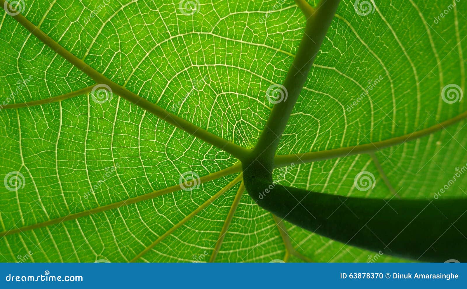Circulation Systems of Nature Stock Photo - Image of sunlight ...