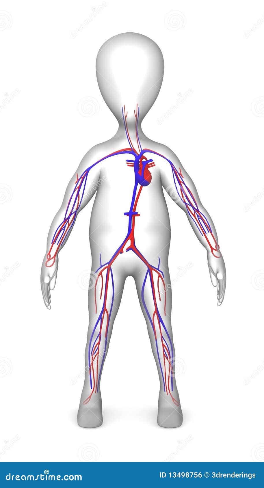 Render Of Circulatory System Royalty-Free Stock Photo | CartoonDealer ...