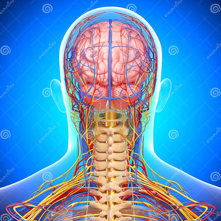 Circulatory and Nervous System of Brain Stock Illustration ...