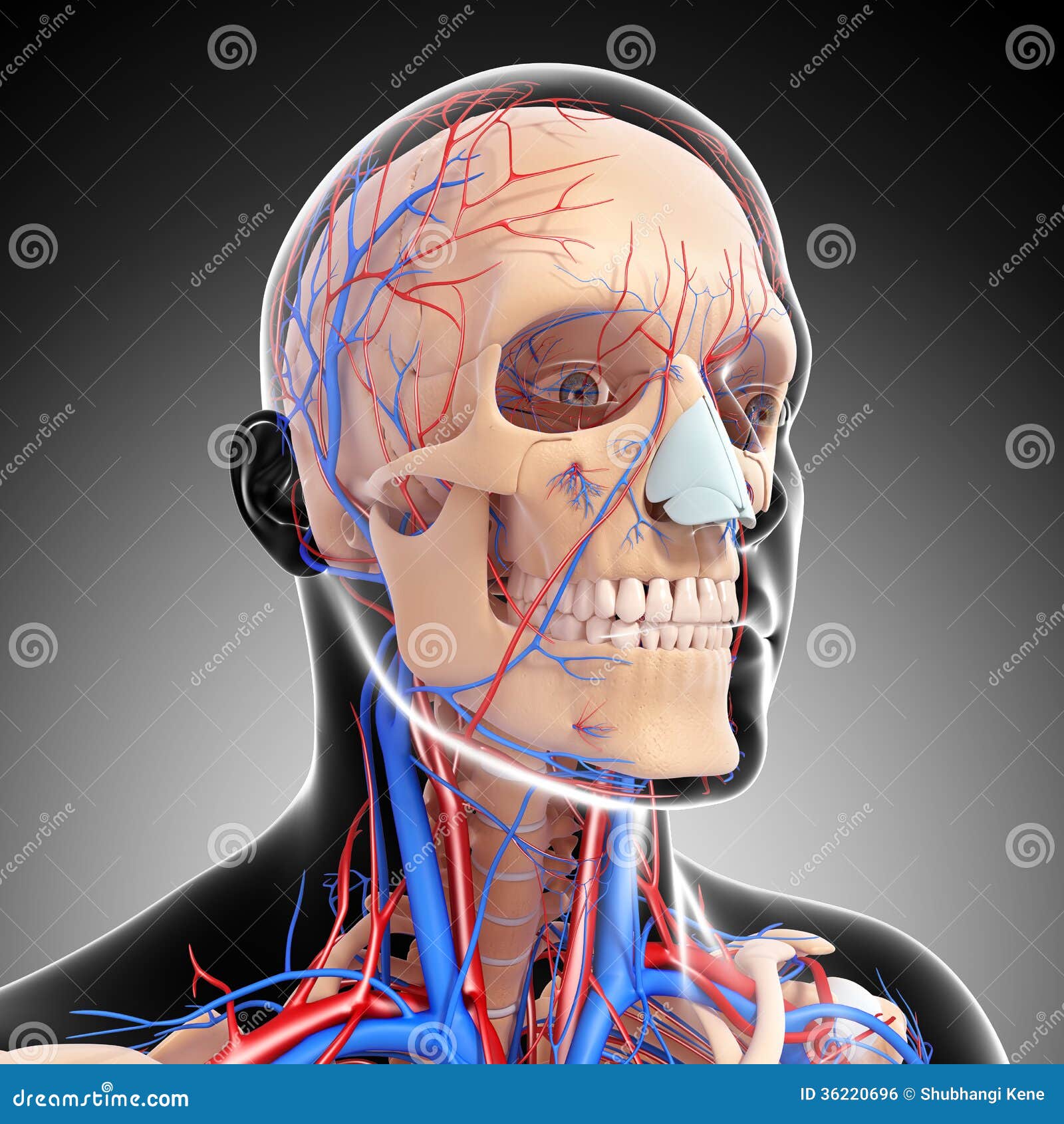 Circulatory and Nervous System of Head Stock Illustration ...