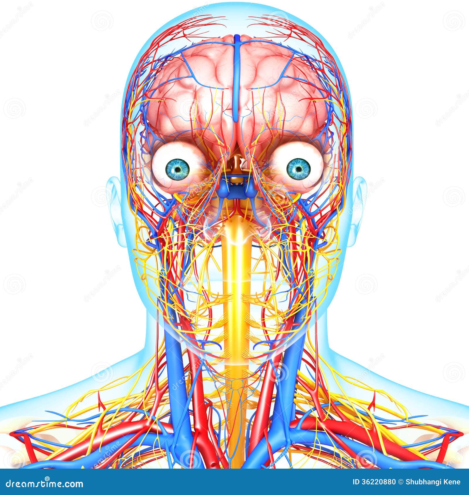 Circulatory and Nervous System of Head Stock Illustration ...