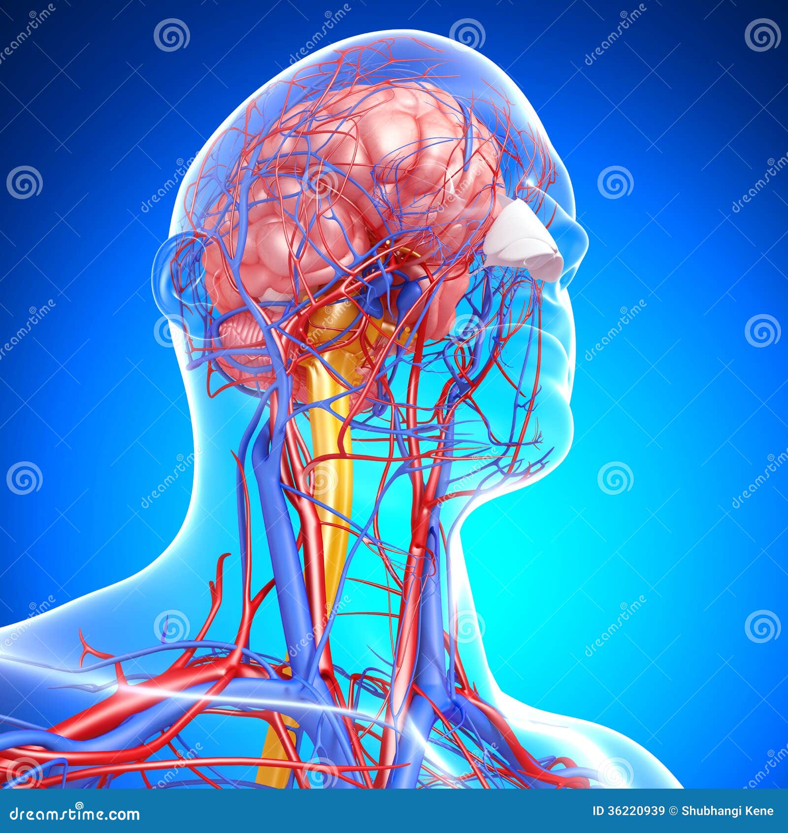 Circulatory and Nervous System of Head Stock Illustration ...