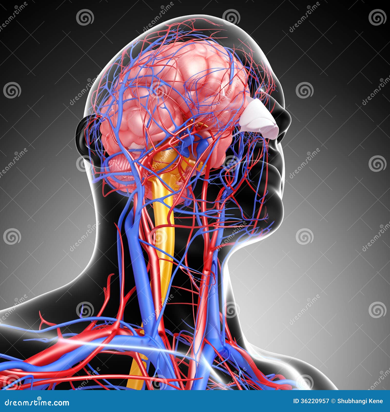 Circulatory and Nervous System of Head Stock Illustration ...