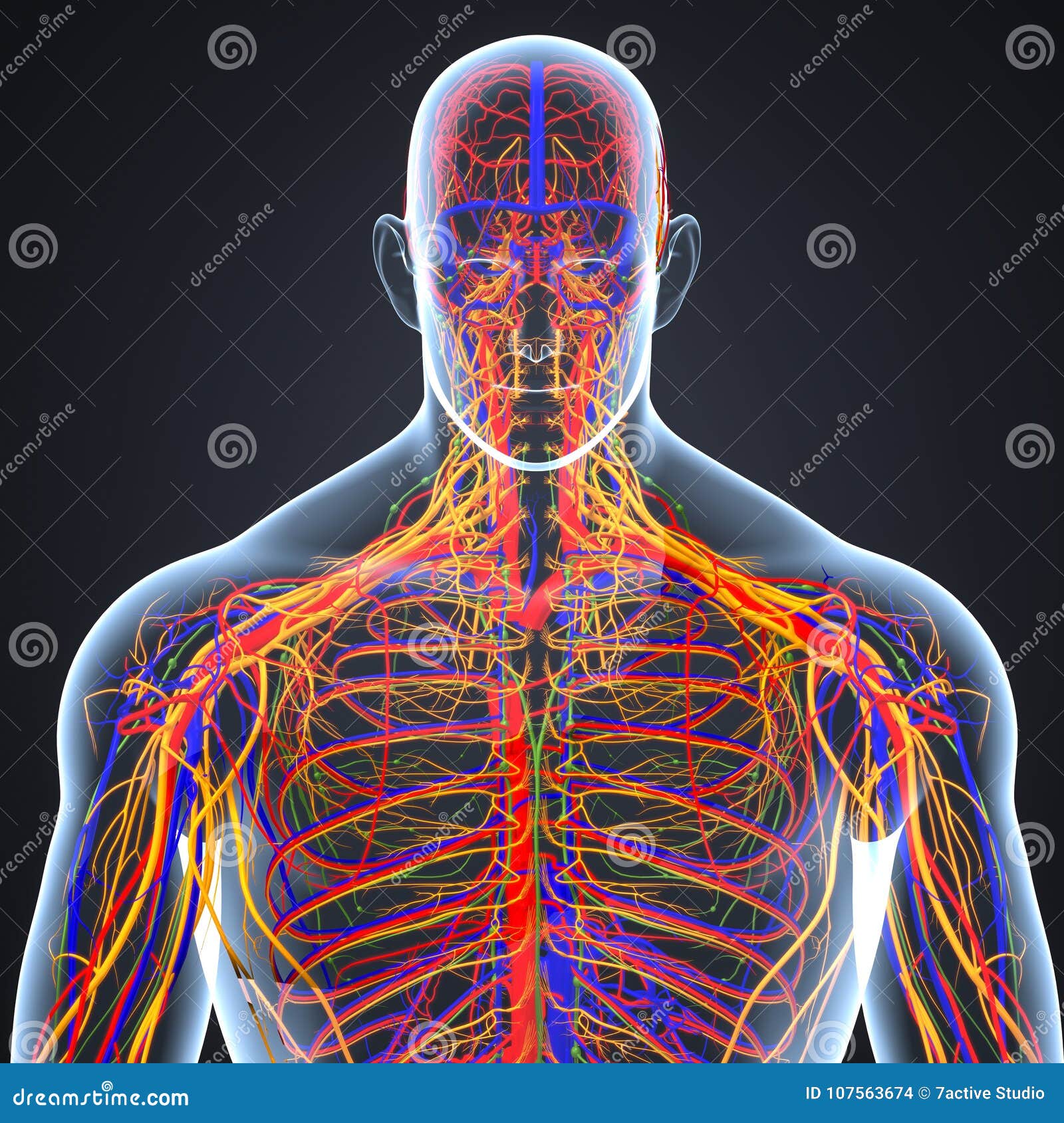 Circulatory And Nervous System With Lymph Nodes Lateral View Stock ...