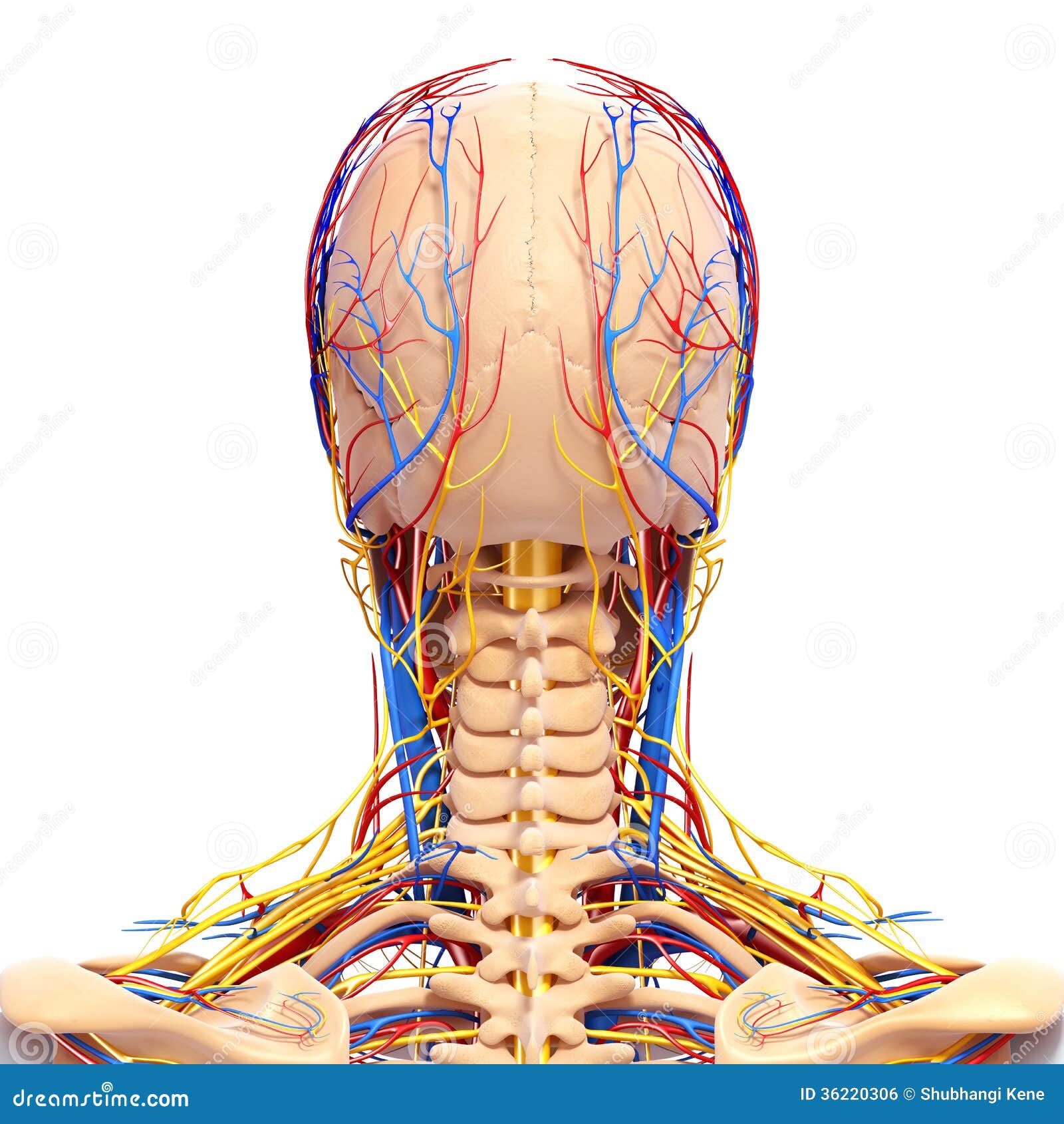Circulatory and Nervous System of Male Head Stock Illustration ...
