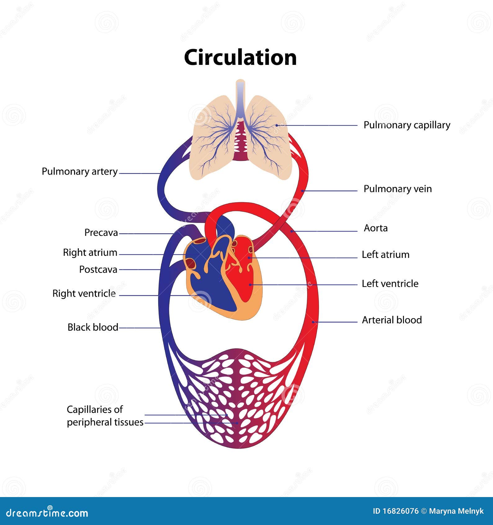 Circulatory system stock vector. Illustration of outline - 16826076