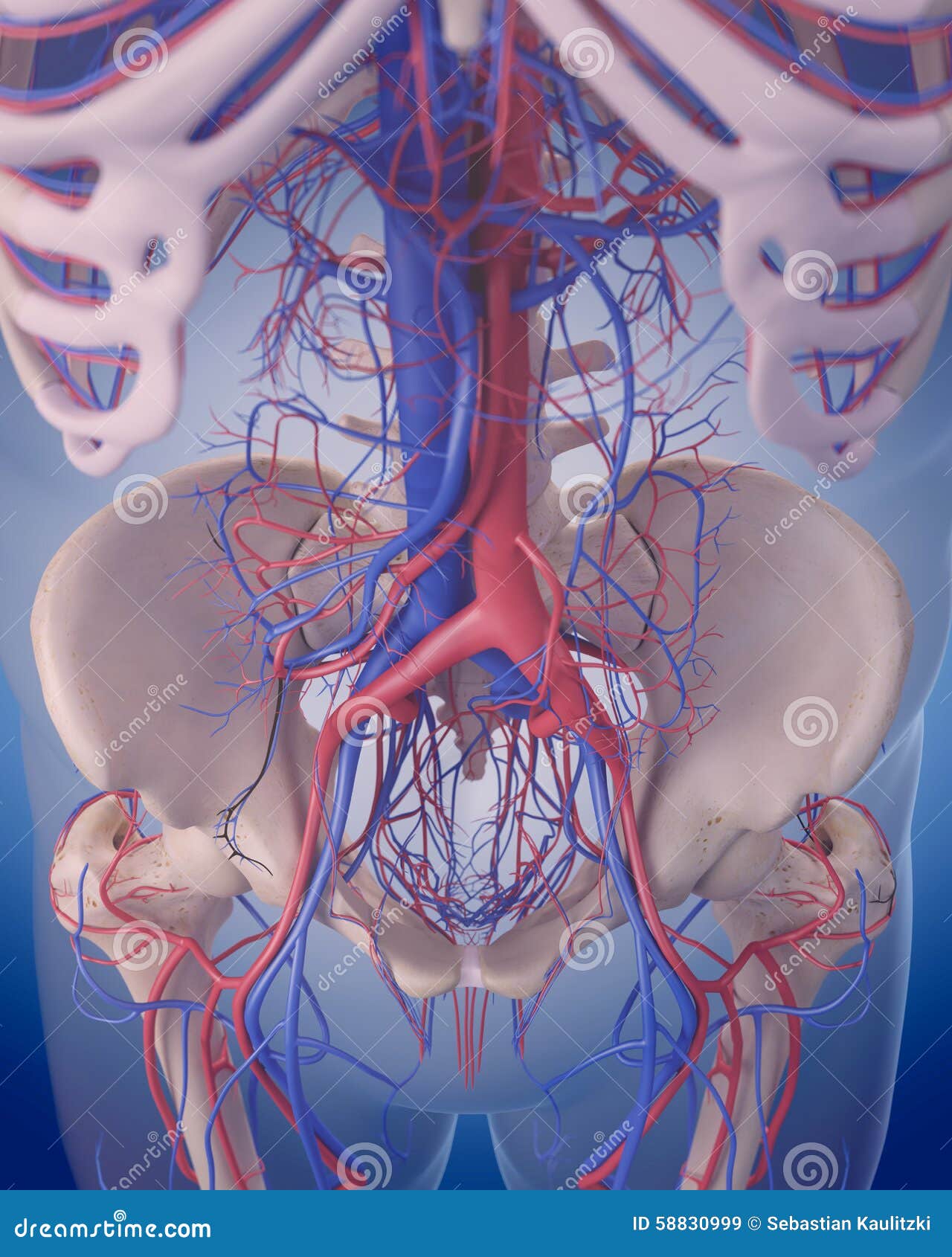 The Circulatory System - Abdomen Stock Illustration - Illustration of ...