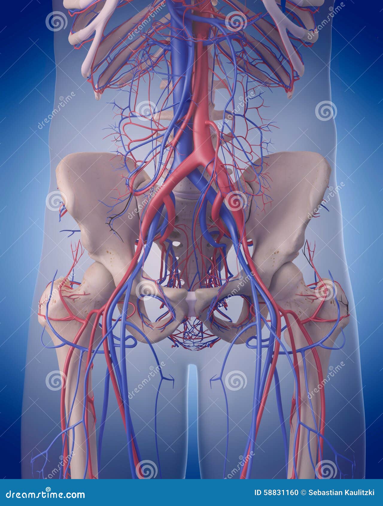 The Circulatory System - Abdomen Stock Illustration - Illustration of ...