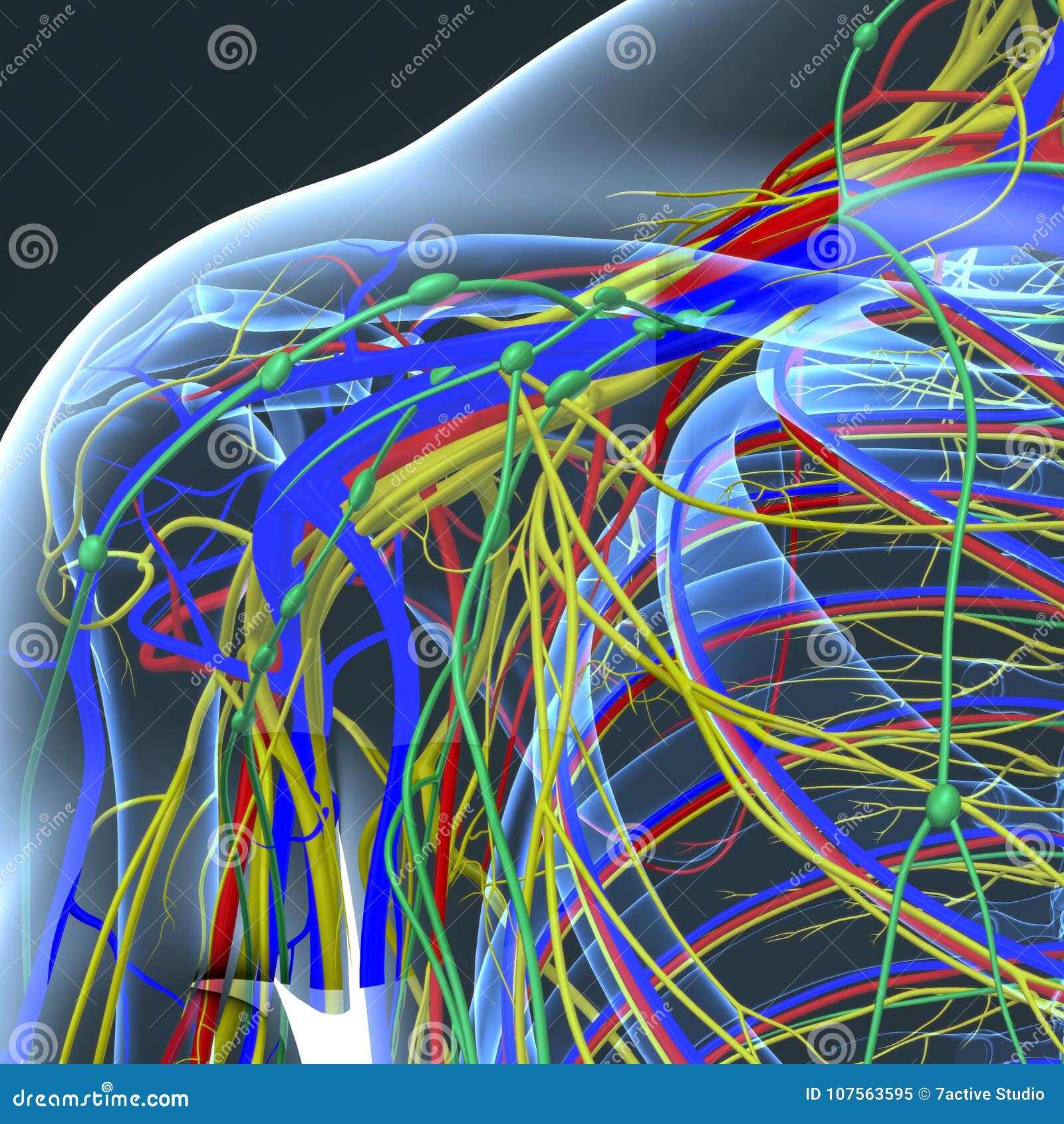 Circulatory and Nervous System with Lymph Nodes Around Shoulder Stock ...