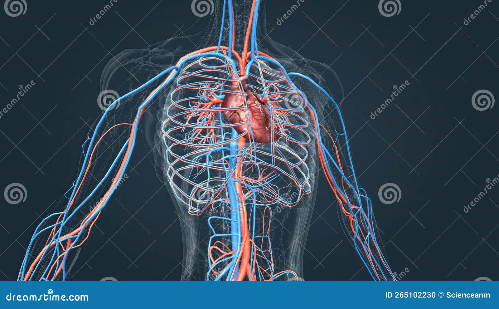 Circulatory System or Cardiovascular System Stock Illustration ...
