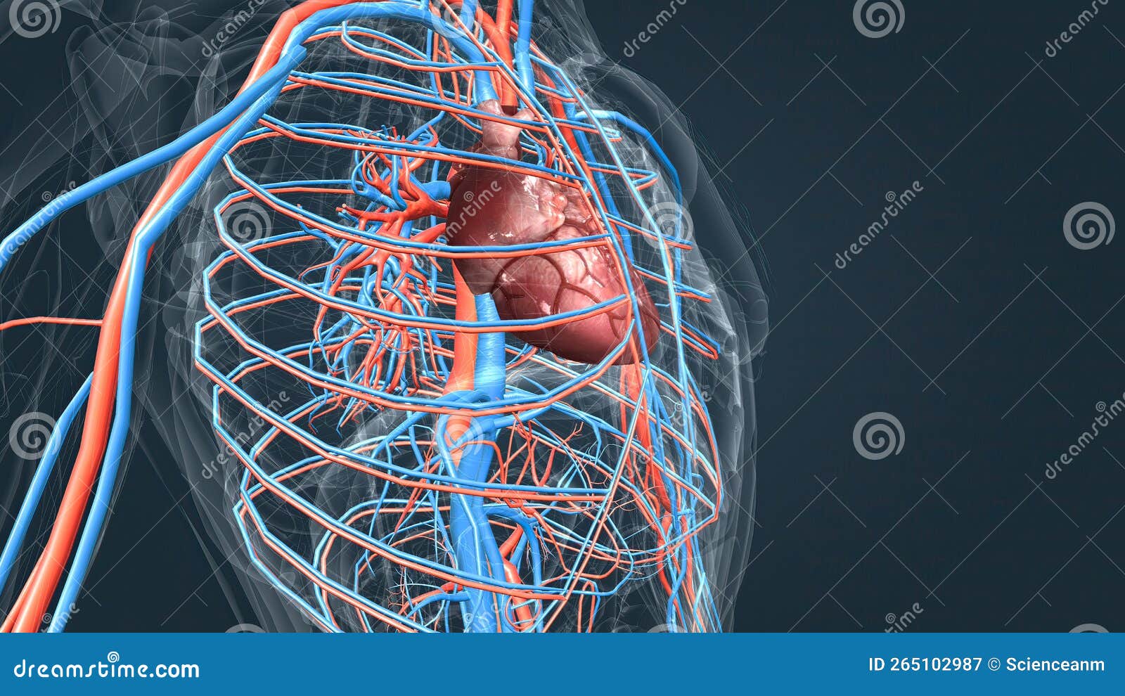 Circulatory System or Cardiovascular System Stock Illustration ...