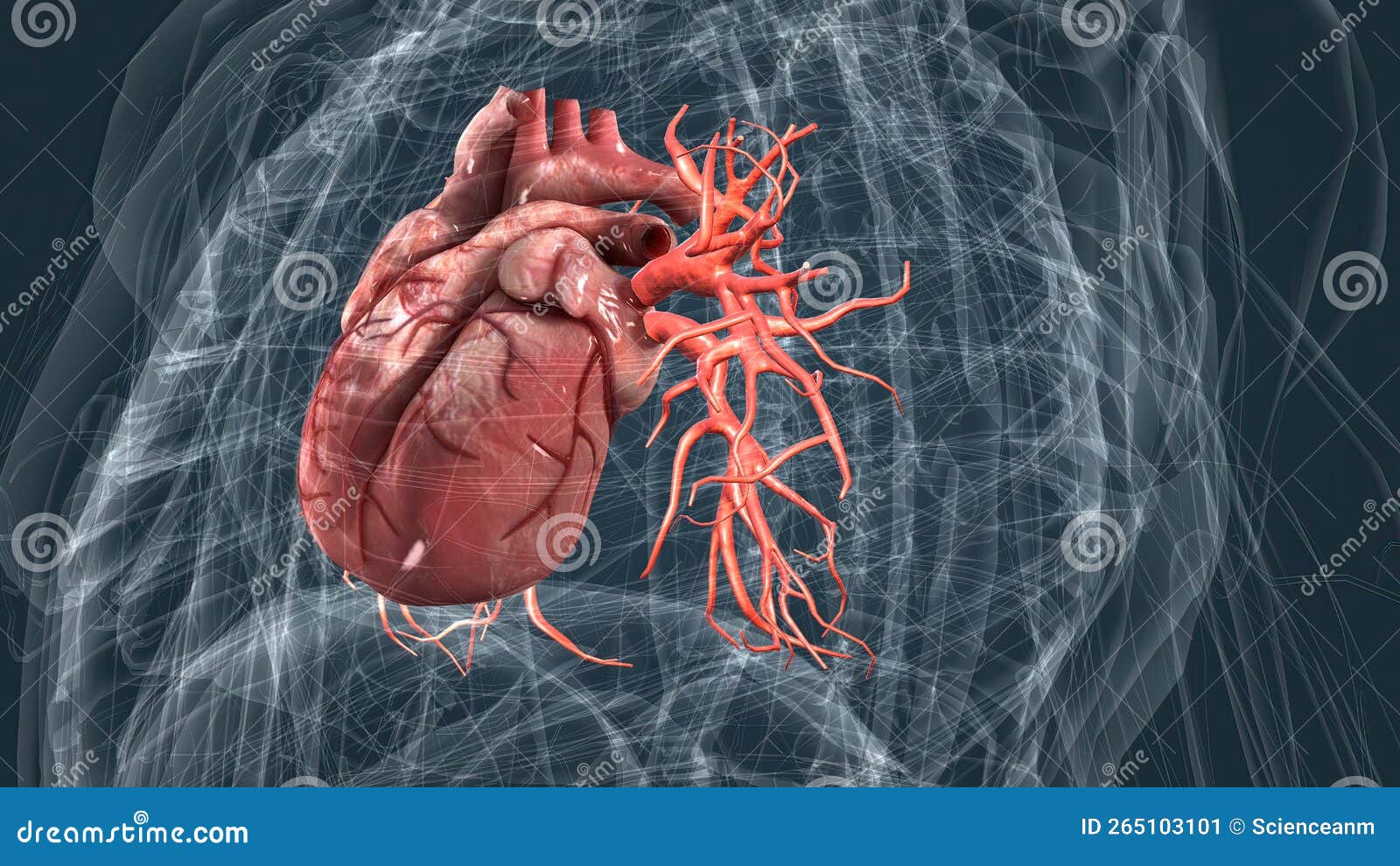 Circulatory System or Cardiovascular System Stock Illustration ...