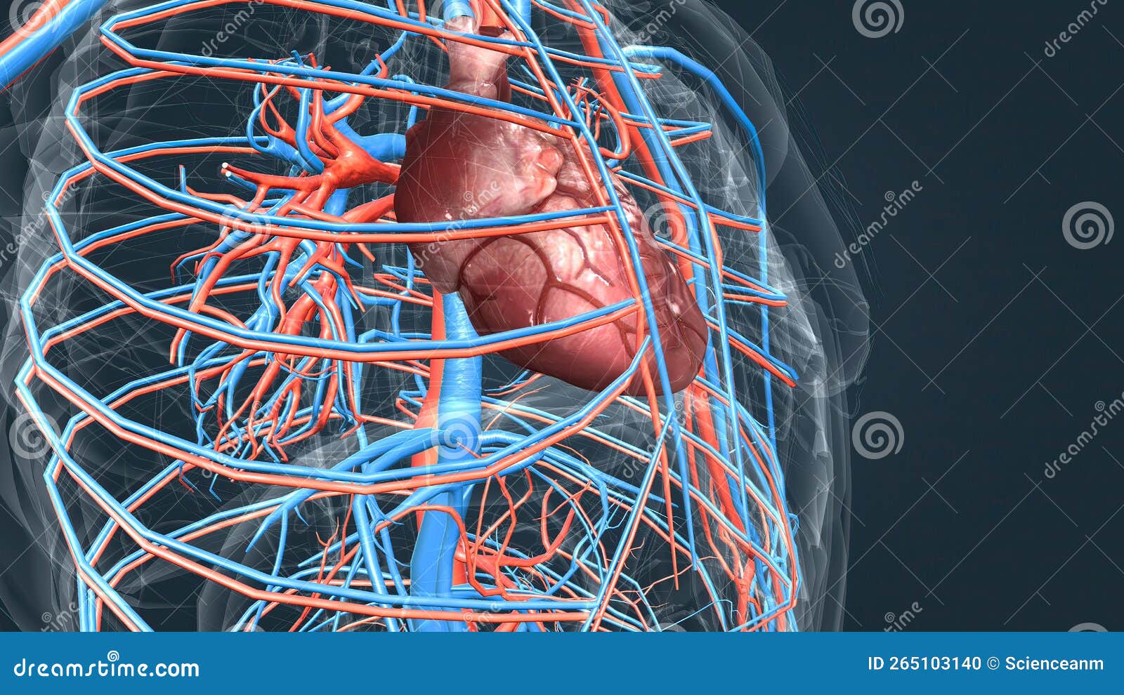 Circulatory System or Cardiovascular System Stock Illustration ...