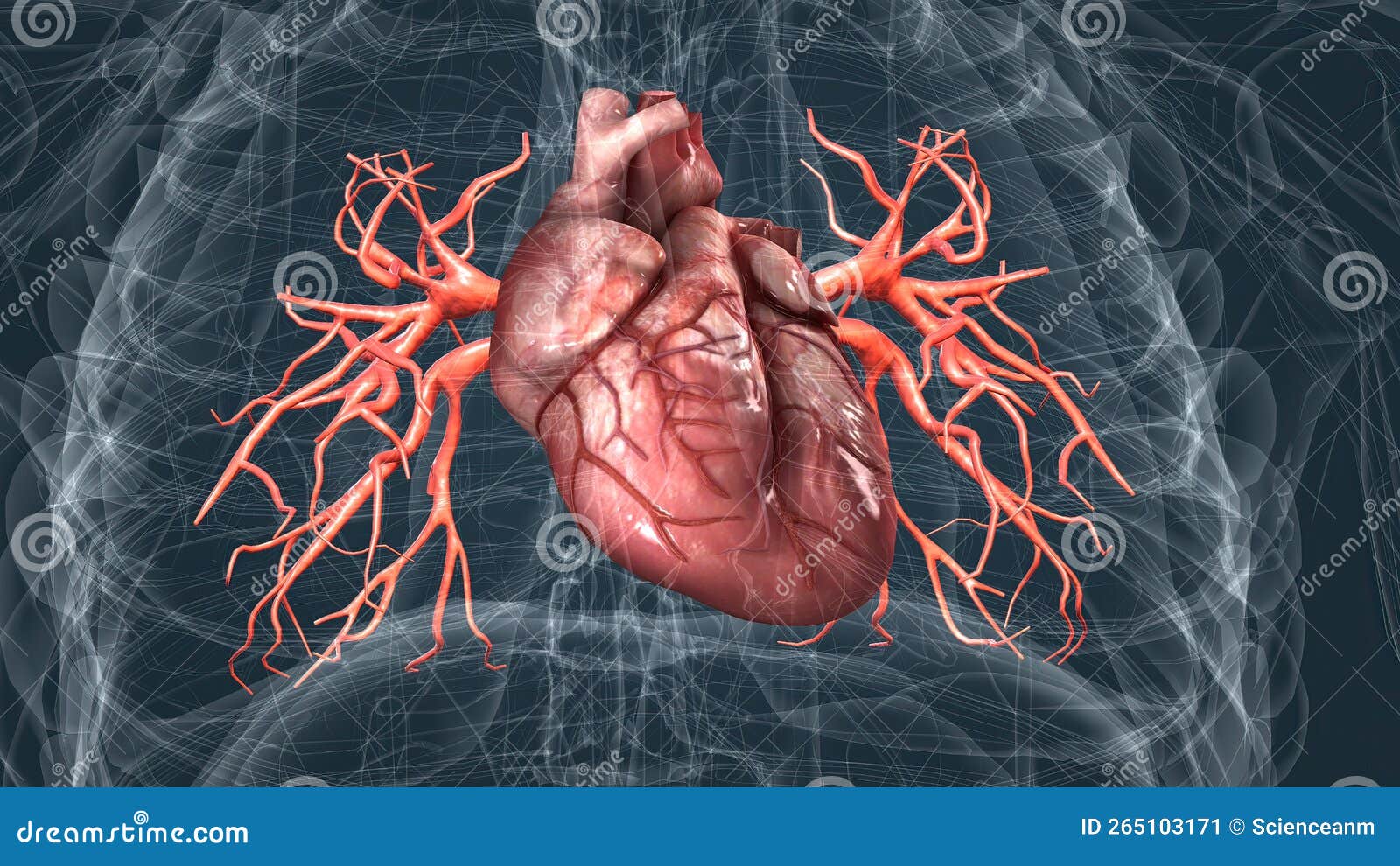 Circulatory System or Cardiovascular System Stock Illustration ...