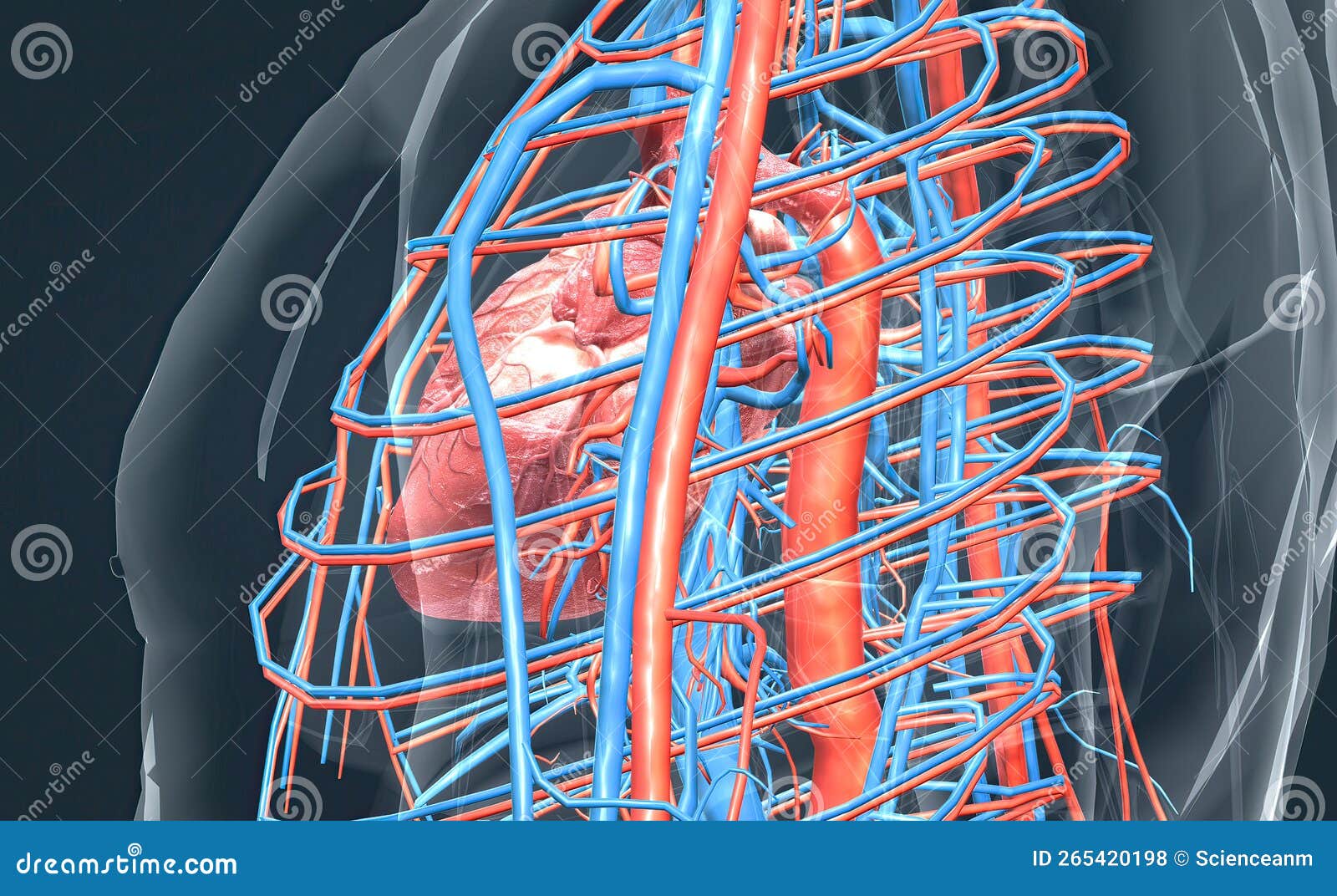 The Circulatory System Consists of Blood Vessels that Carry Blood To ...