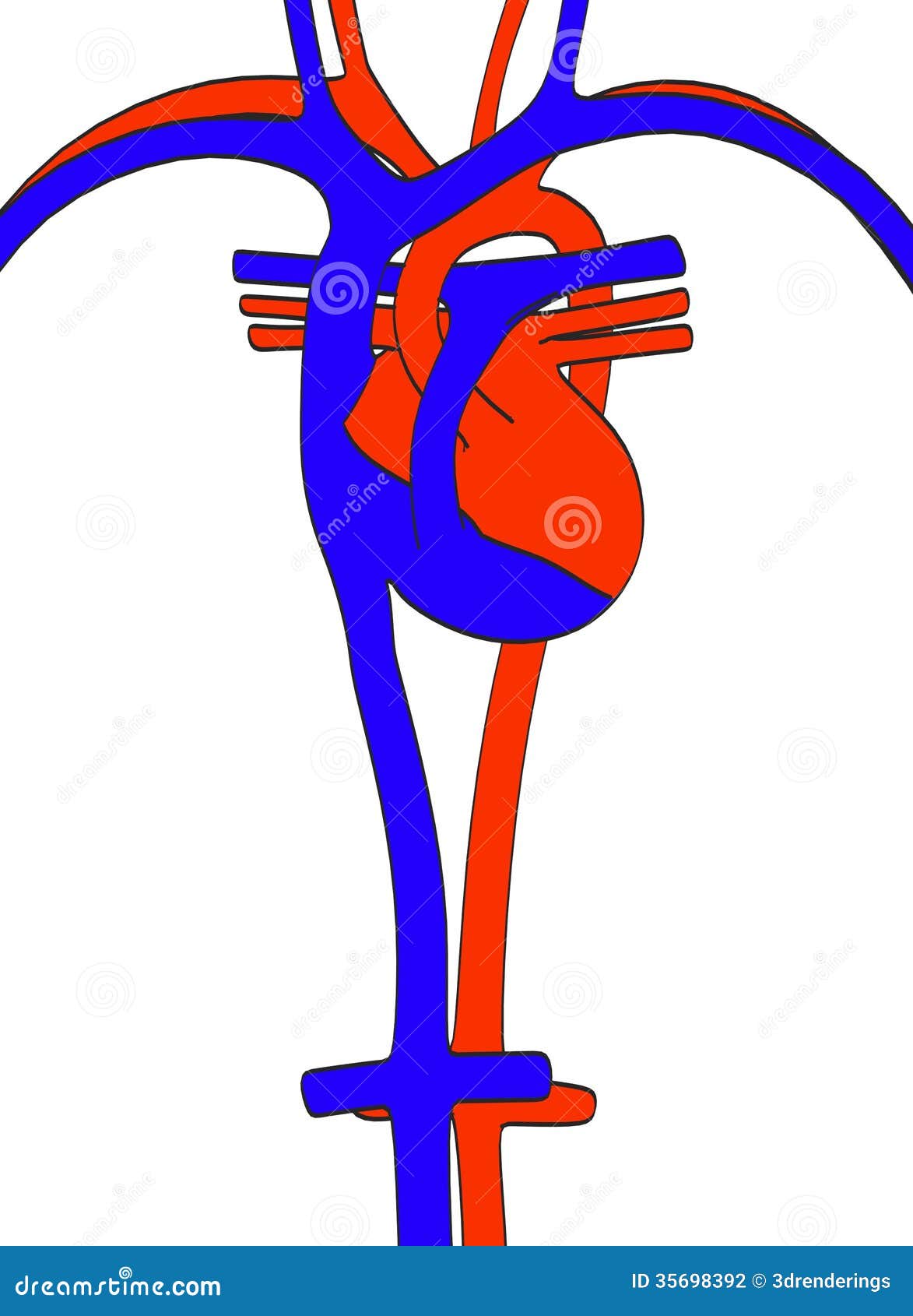 Circulatory system stock illustration. Illustration of paint - 35698392