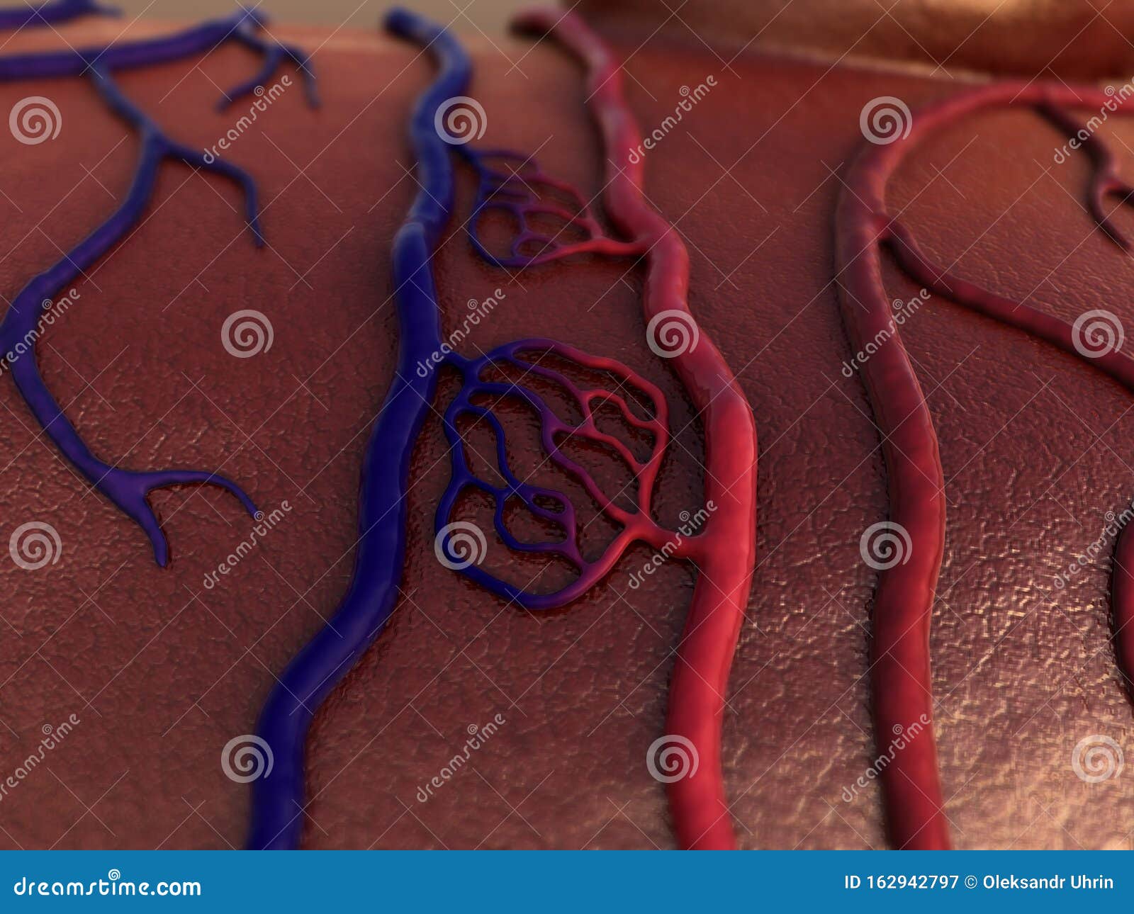 Human Circulatory System Royalty-Free Stock Photography | CartoonDealer ...