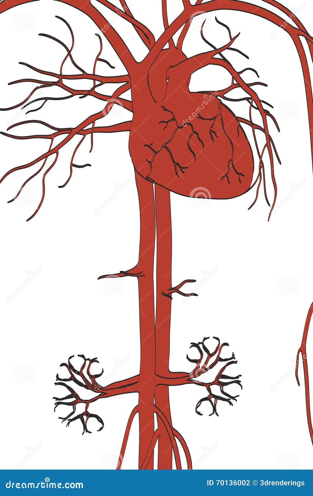 Circulatory system stock illustration. Illustration of cartoon - 70136002