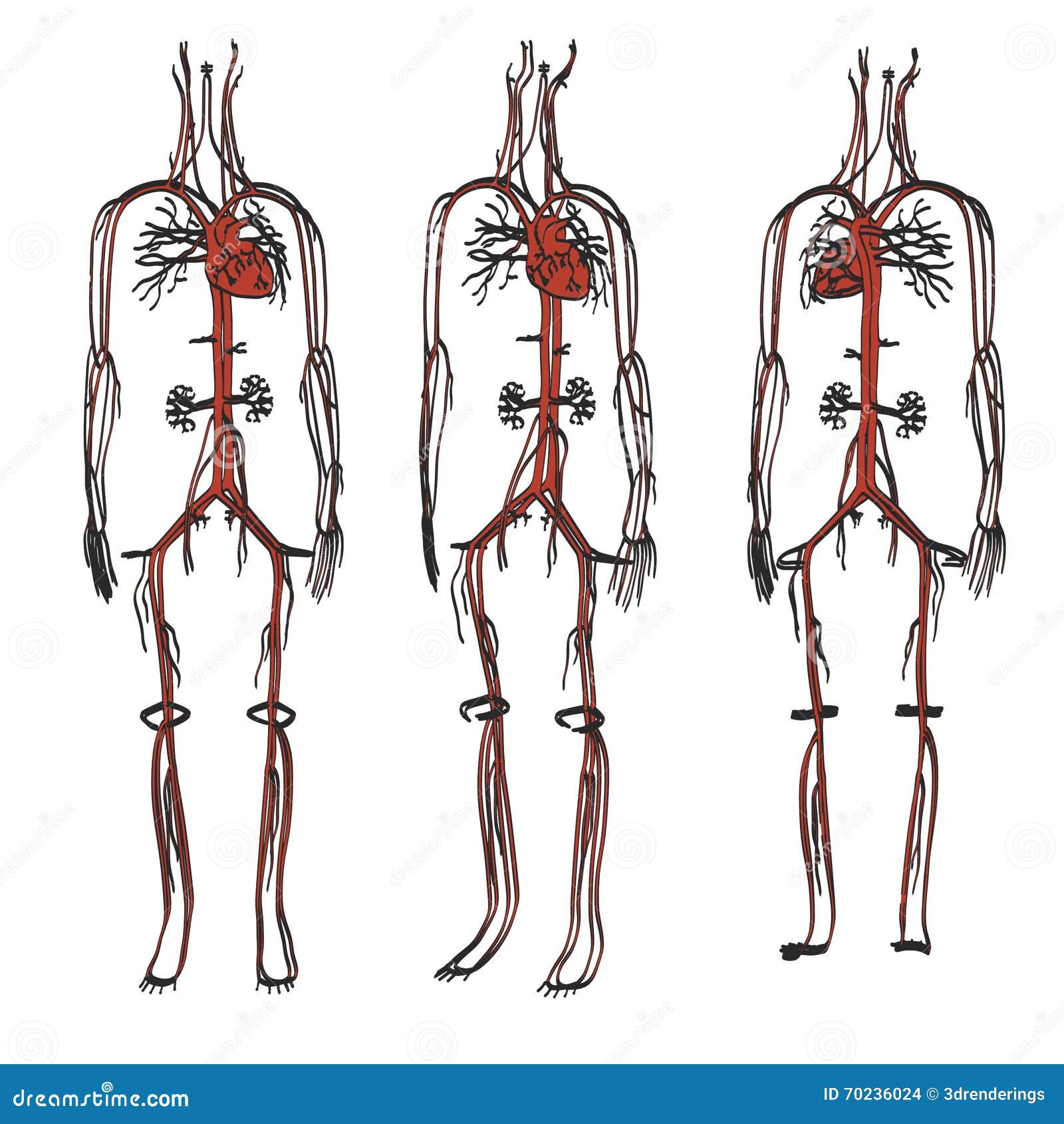 Circulatory system stock illustration. Illustration of realistic - 70236024