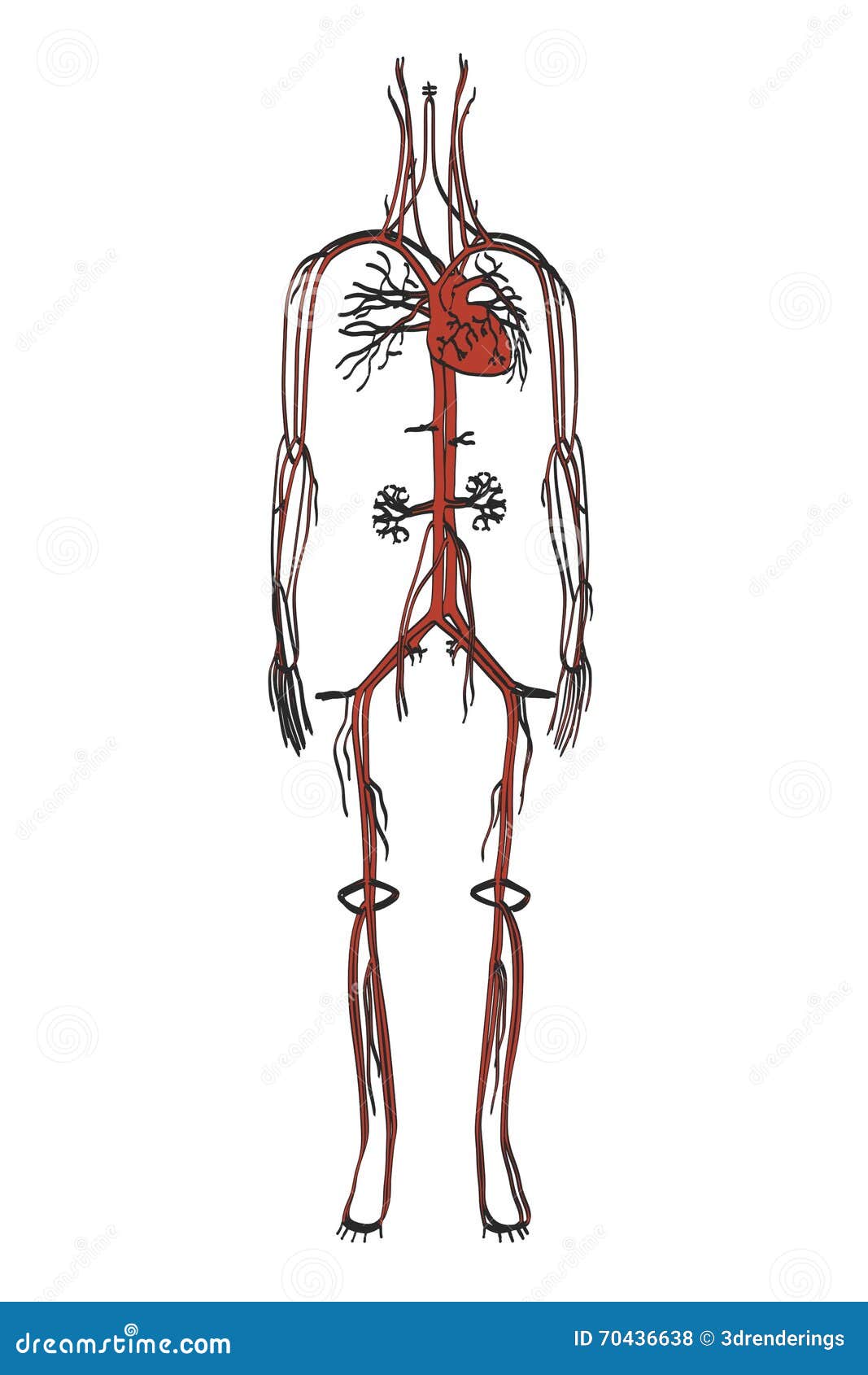 Circulatory System Stock Illustration | CartoonDealer.com #70436638