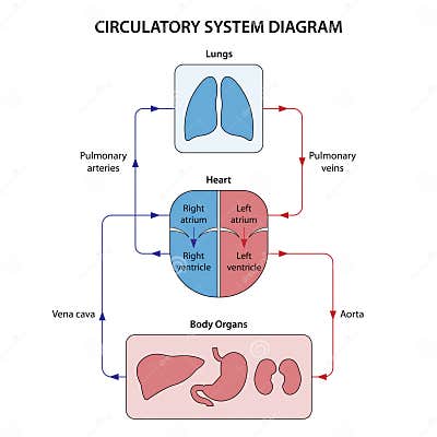 Human Circulatory System Diagram Labeled. Stock Vector - Illustration ...