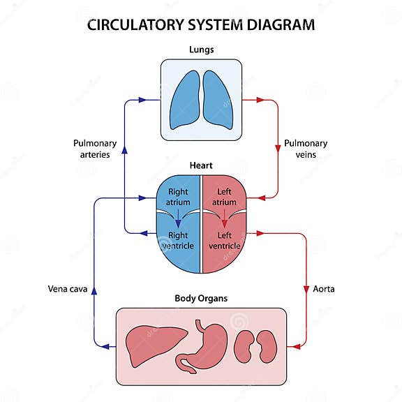 Human Circulatory System Diagram Labeled. Stock Vector - Illustration ...