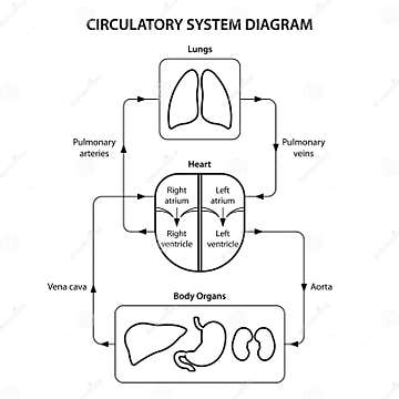 Circulatory System Diagram Labeled. Black and White Illustration. Stock ...