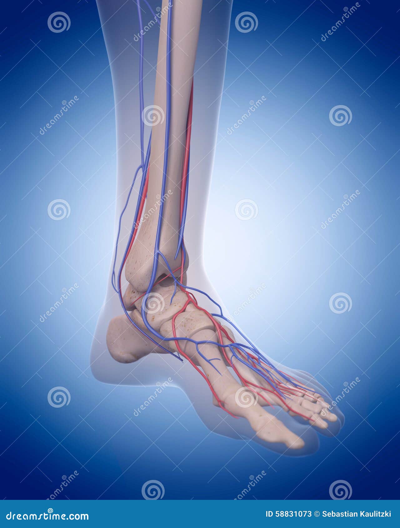 The Circulatory System - Foot Stock Illustration - Illustration of ...
