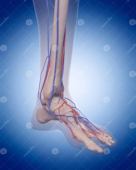 The Circulatory System - Foot Stock Illustration - Illustration of ...