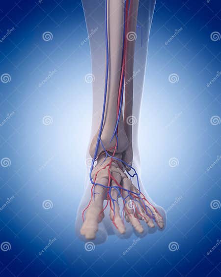 The Circulatory System - Foot Stock Illustration - Illustration of ...