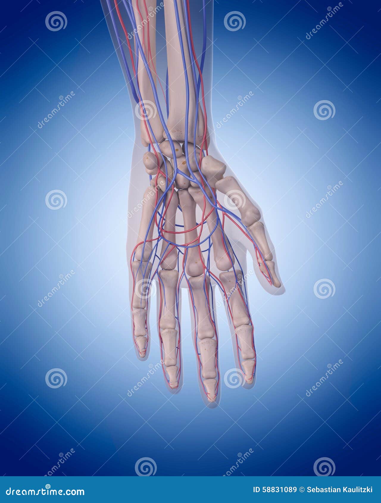 The Circulatory System - Hand Royalty-Free Illustration | CartoonDealer ...
