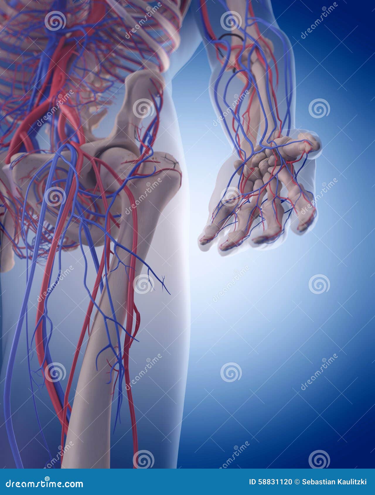 The Circulatory System - Hand Stock Illustration - Illustration of ...
