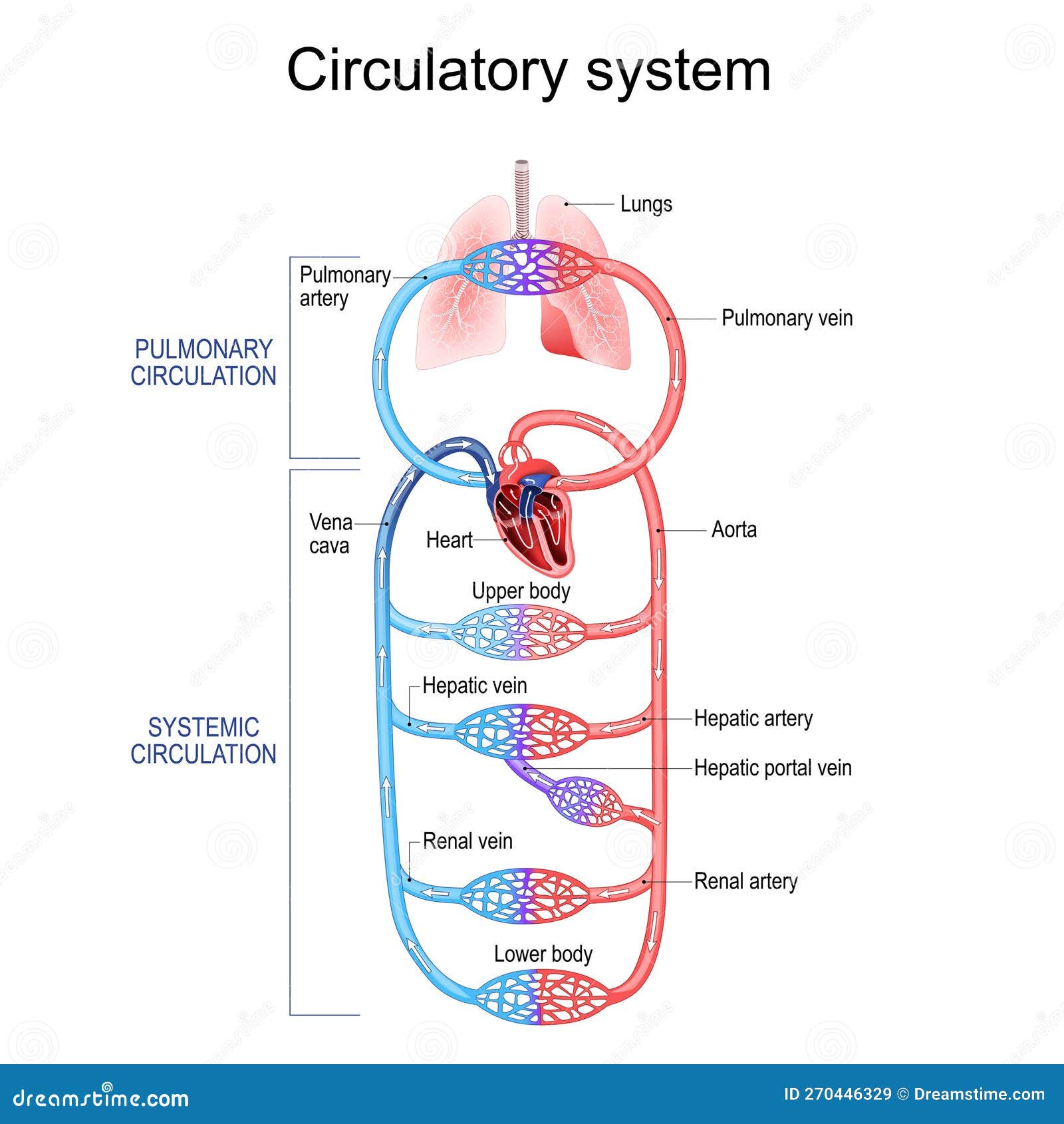 Pulmonary And Systemic Circulation Pathway Pulmonary And Systemic Circulation Pathway