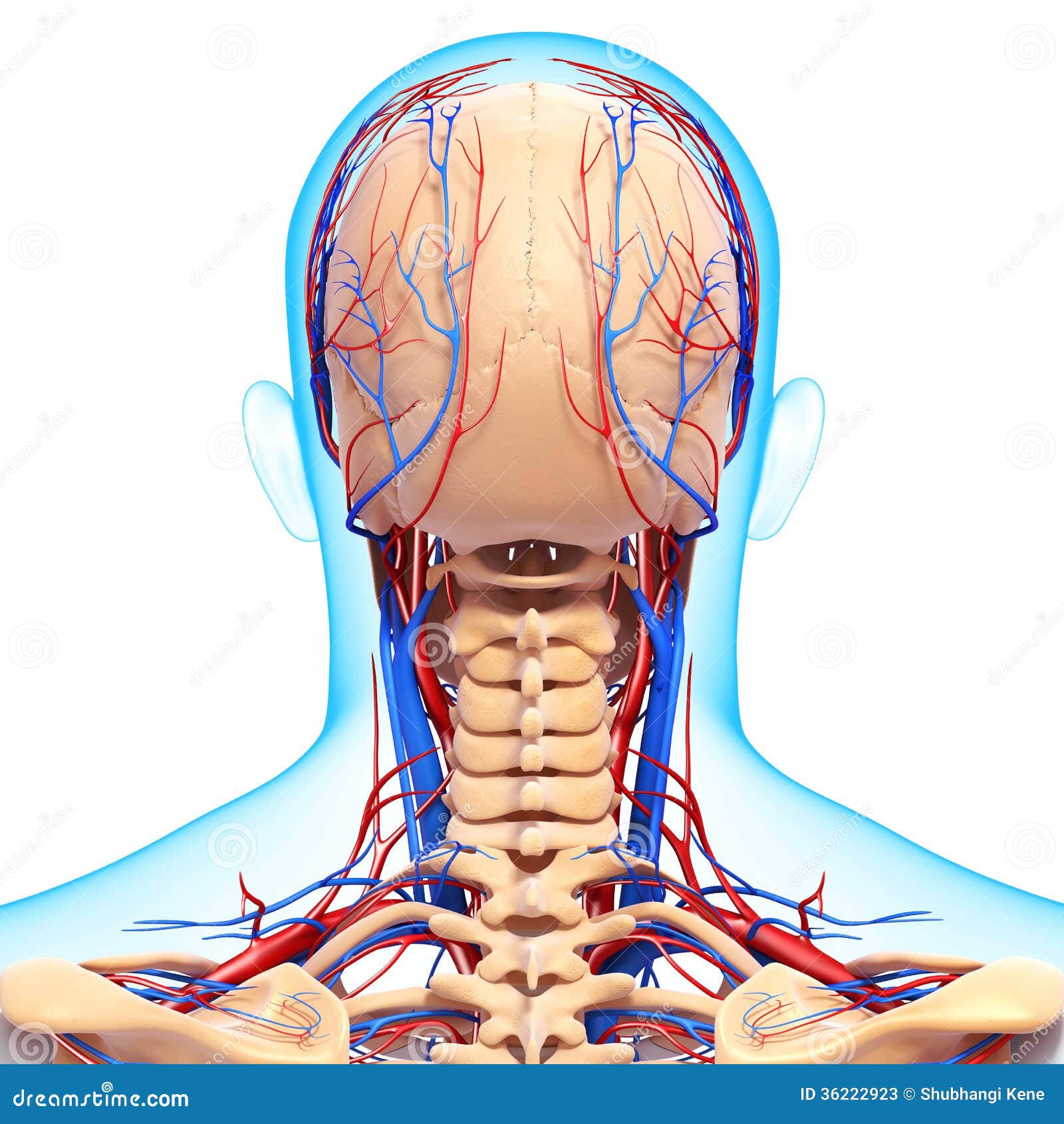 Circulatory System of Human Head Stock Illustration - Illustration of ...