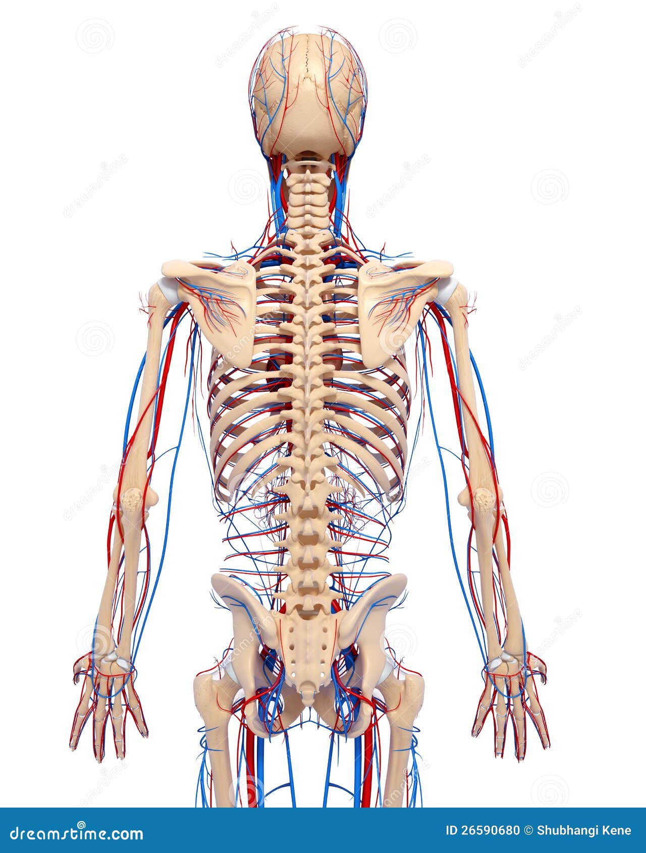 Circulatory System Of Male Back Royalty-Free Illustration ...