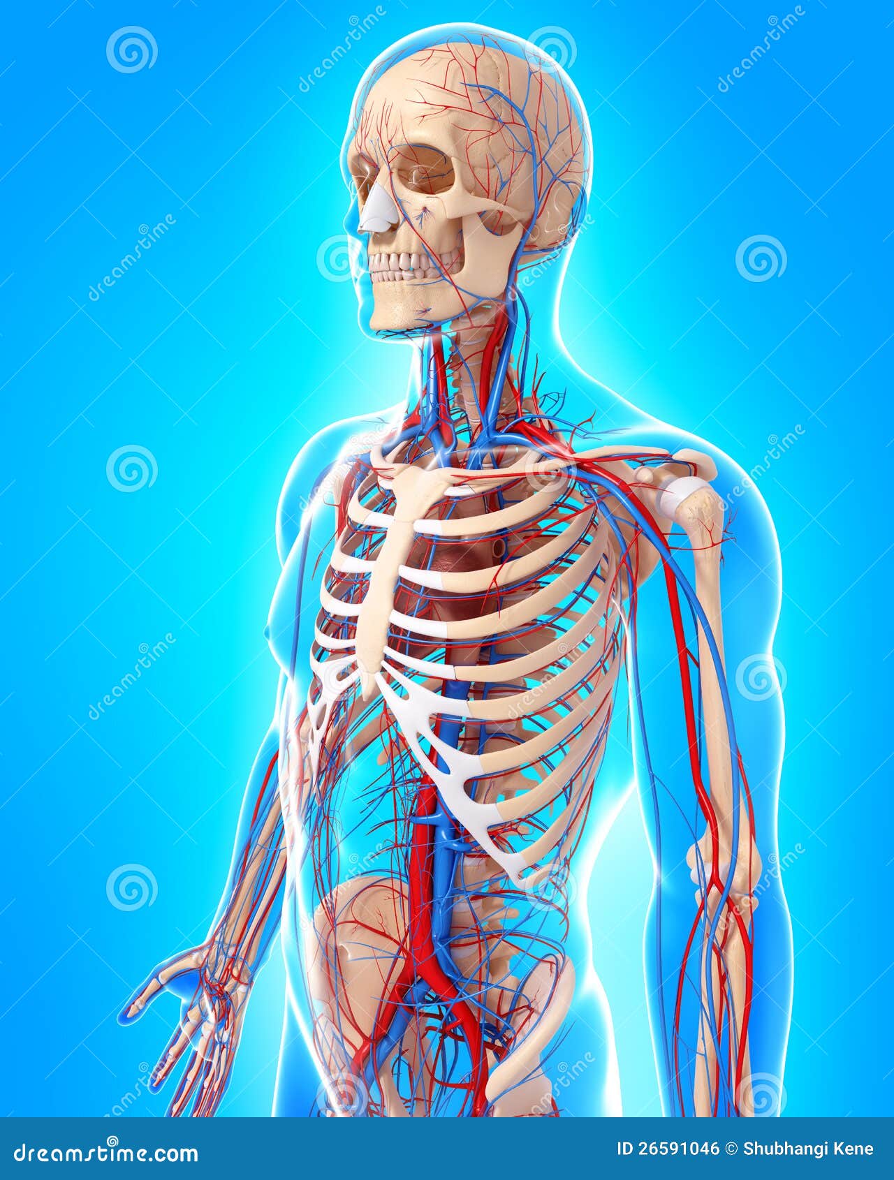 Circulatory System of Male Body Side View Stock Illustration ...