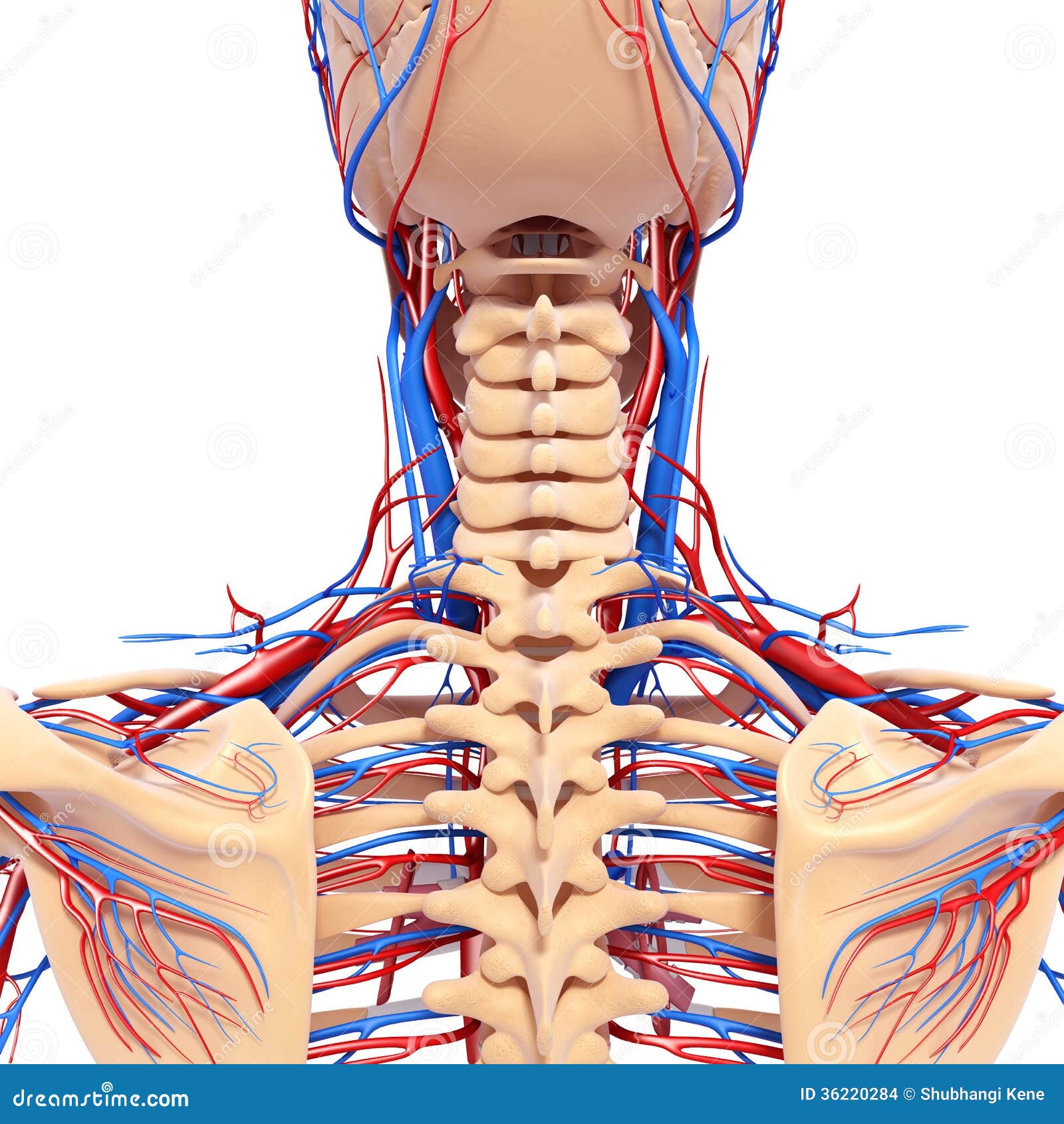 Circulatory System of Male Head Stock Illustration - Illustration of ...