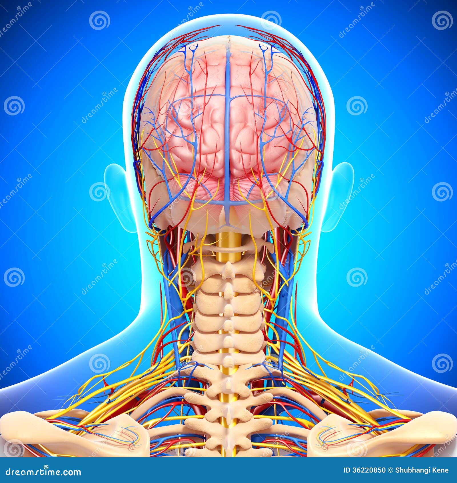 Circulatory System of Male Head Stock Illustration - Illustration of ...