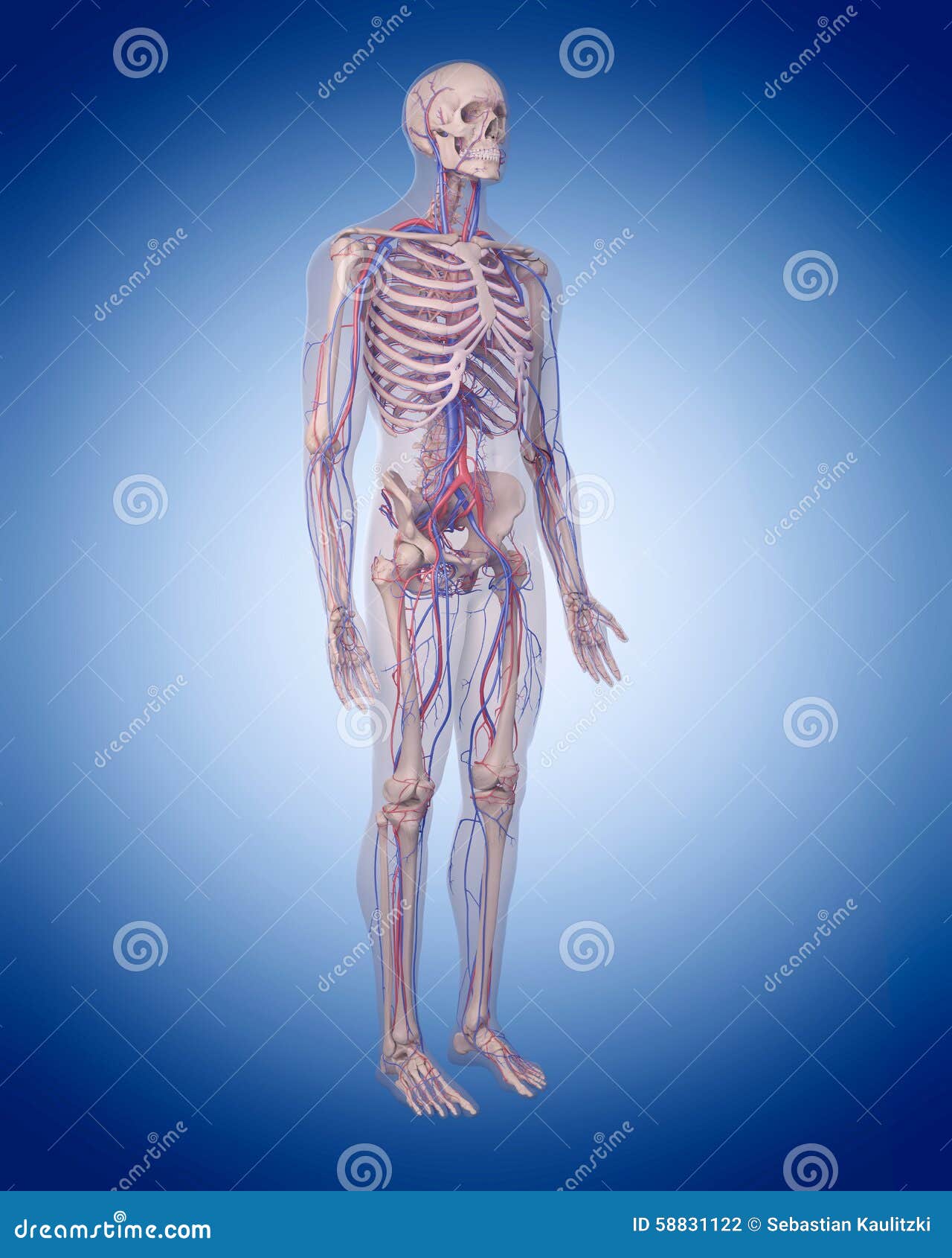 The circulatory system stock illustration. Illustration of anatomy ...