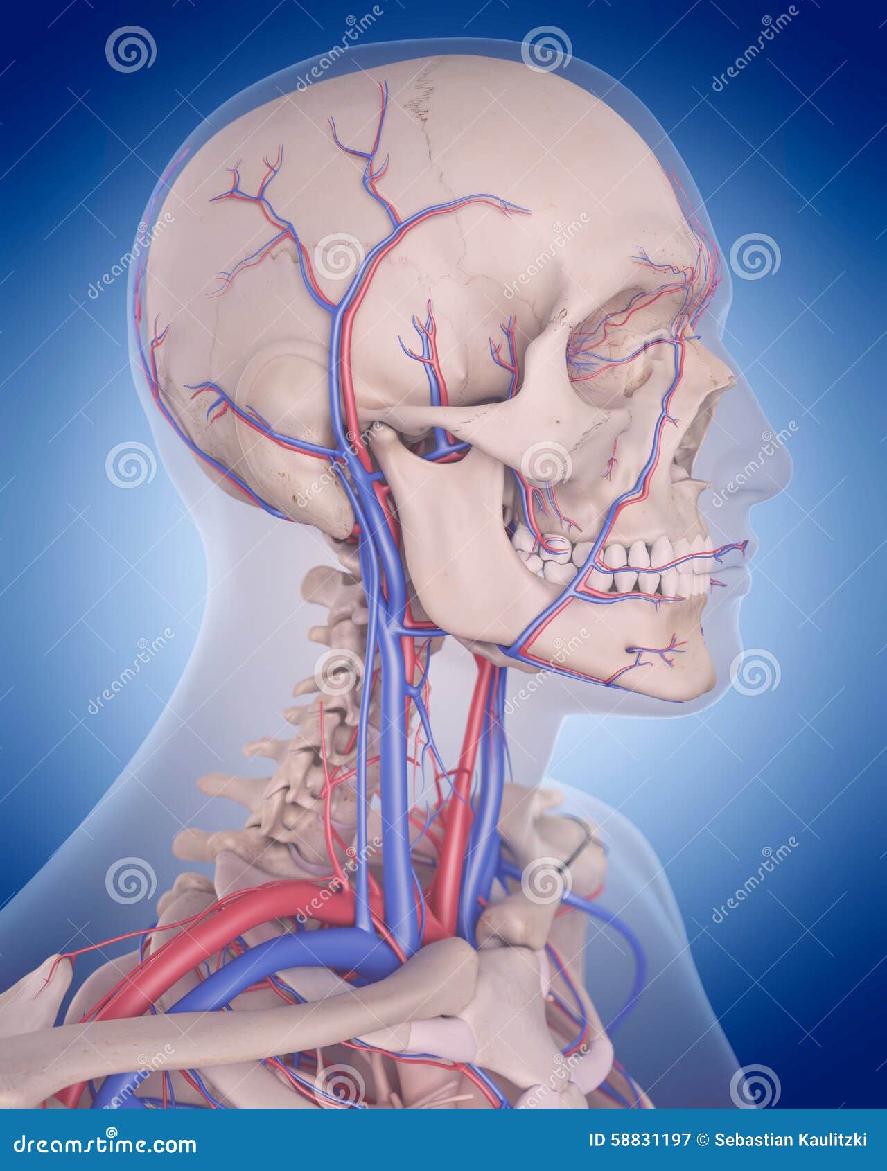 The Circulatory System - Neck Stock Illustration - Illustration of ...