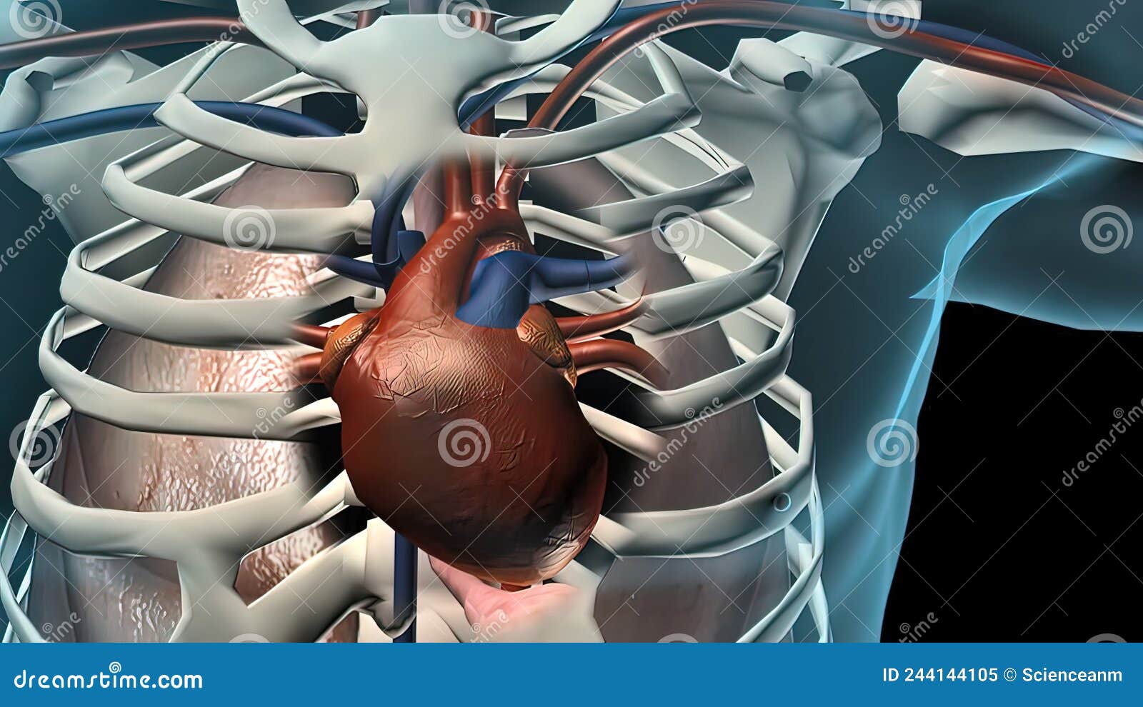 Circulatory System and Pathway of Blood through the Heart Stock ...