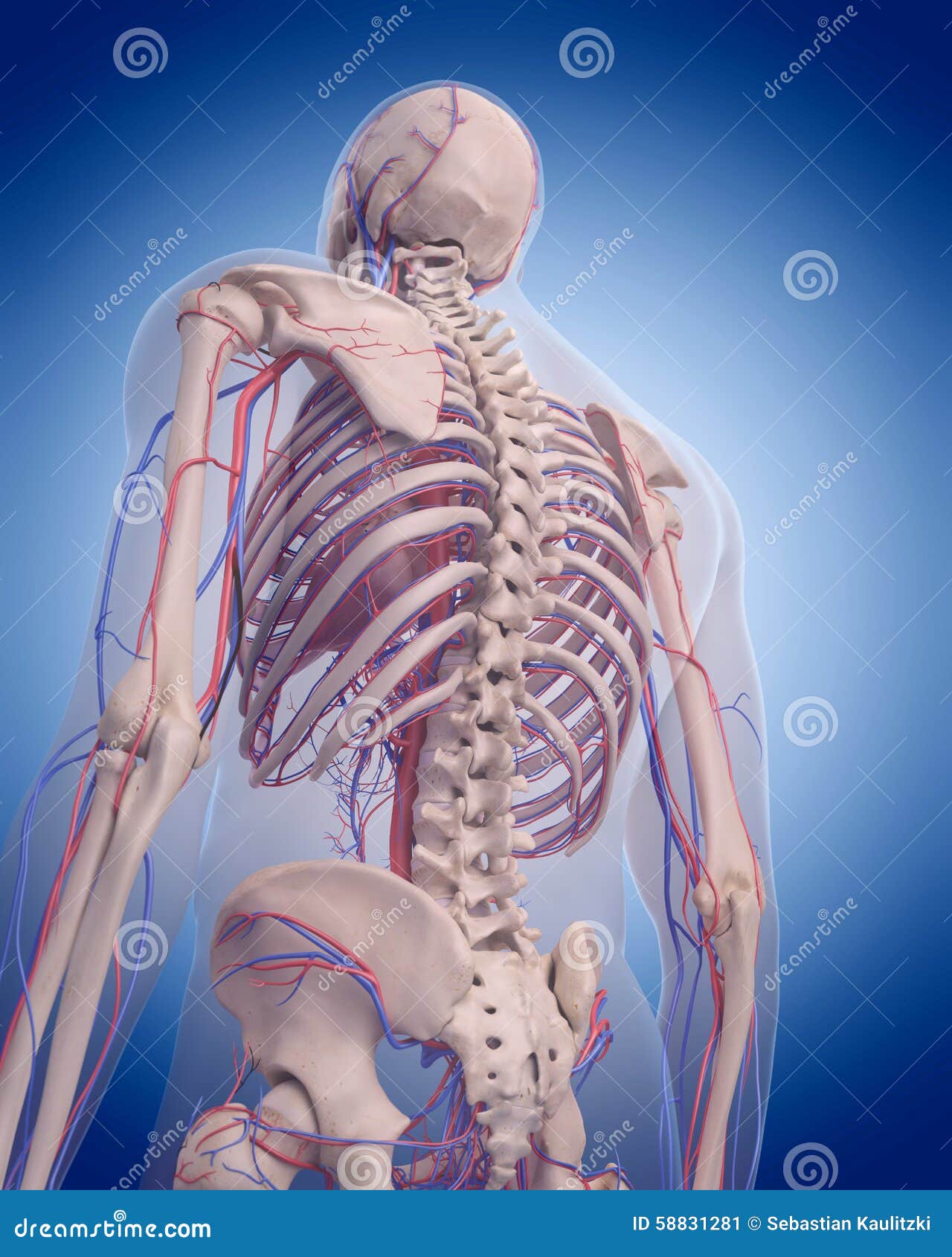 The Circulatory System - Posterior Thorax Stock Illustration ...