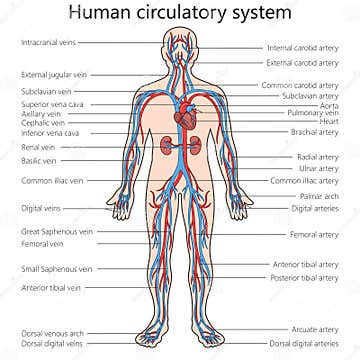Circulatory System Structure Diagram Science Stock Vector ...