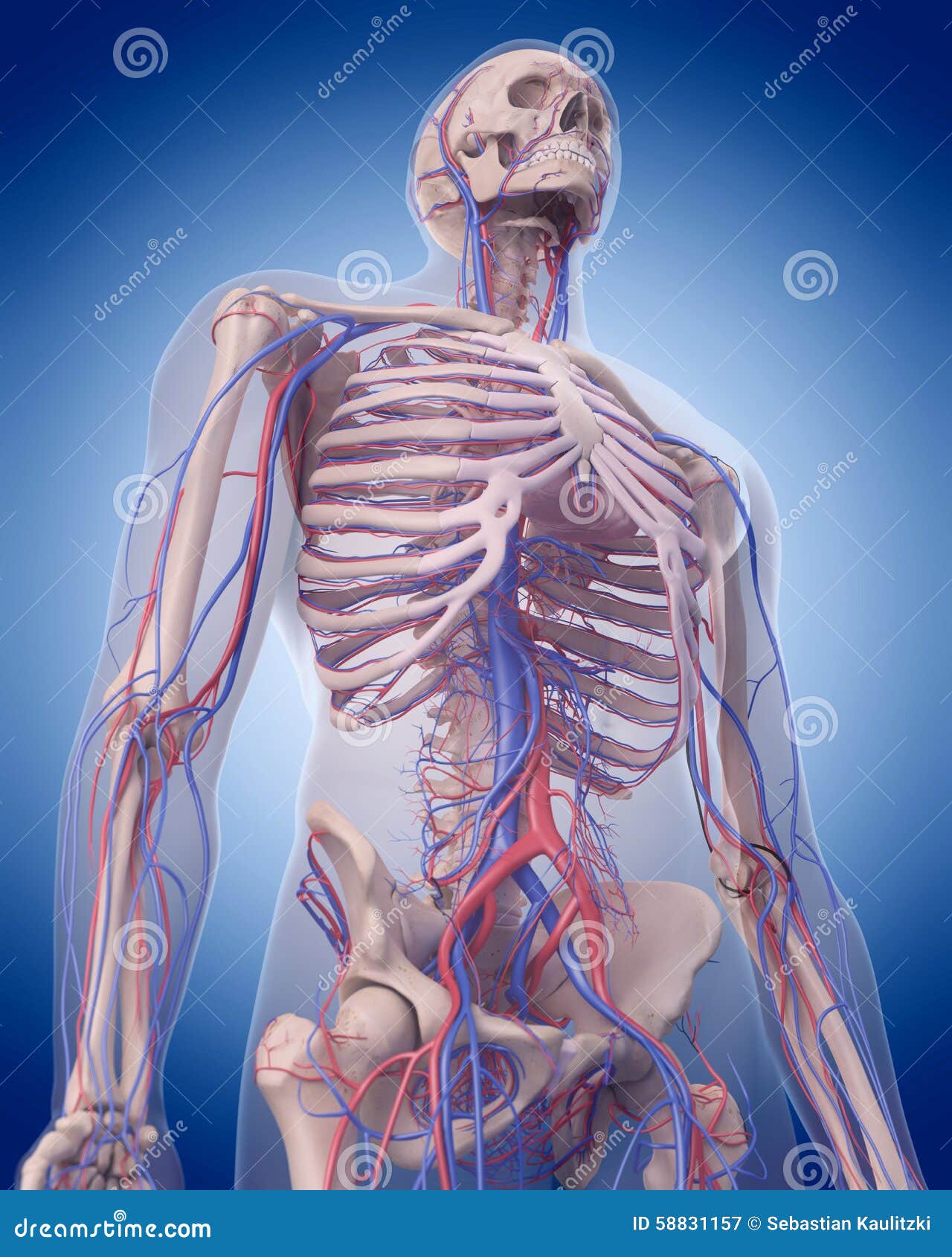 The Circulatory System - Upper Body Stock Illustration - Illustration ...