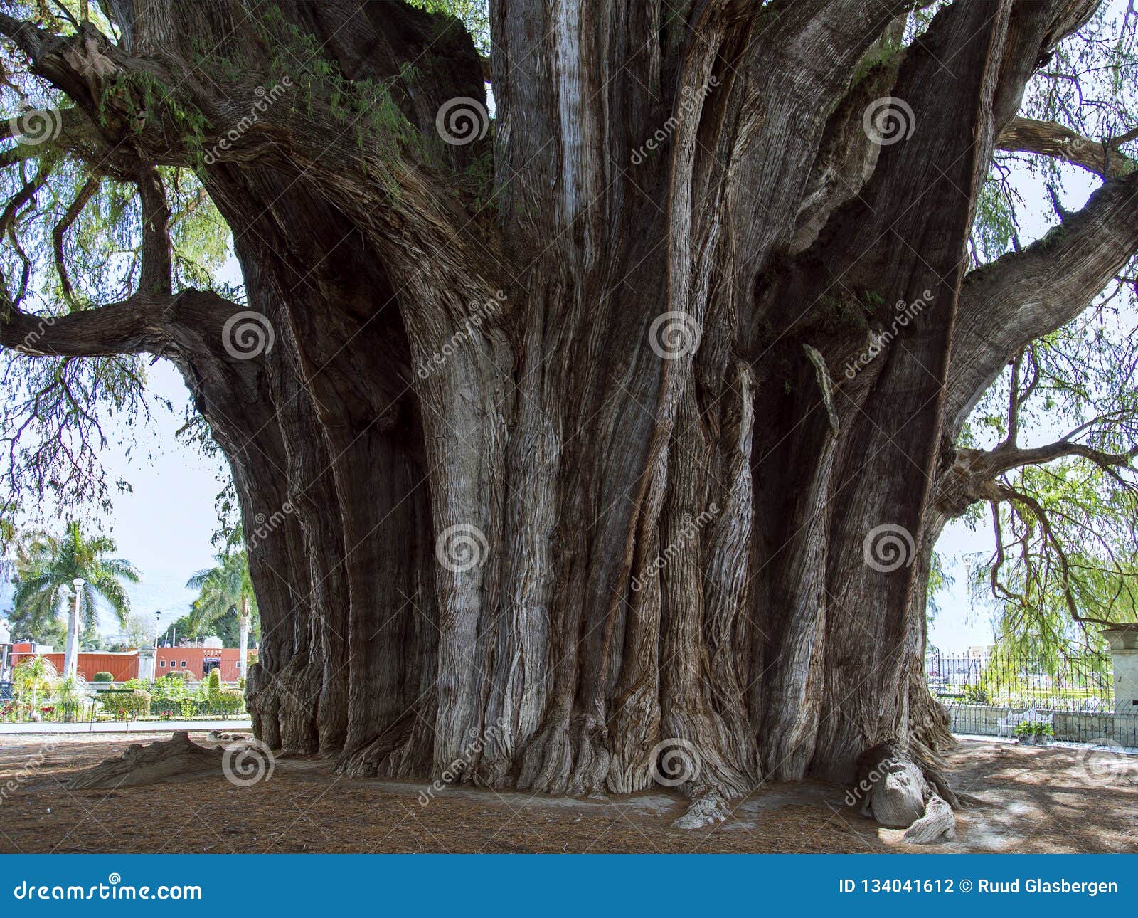 The Árbol Del Tule Taxodium Mucronatum is a Cypress in the Southern ...