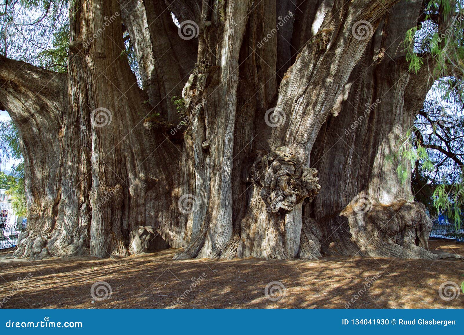 The Ã rbol Del Tule Taxodium Mucronatum is a Cypress in the Southern ...