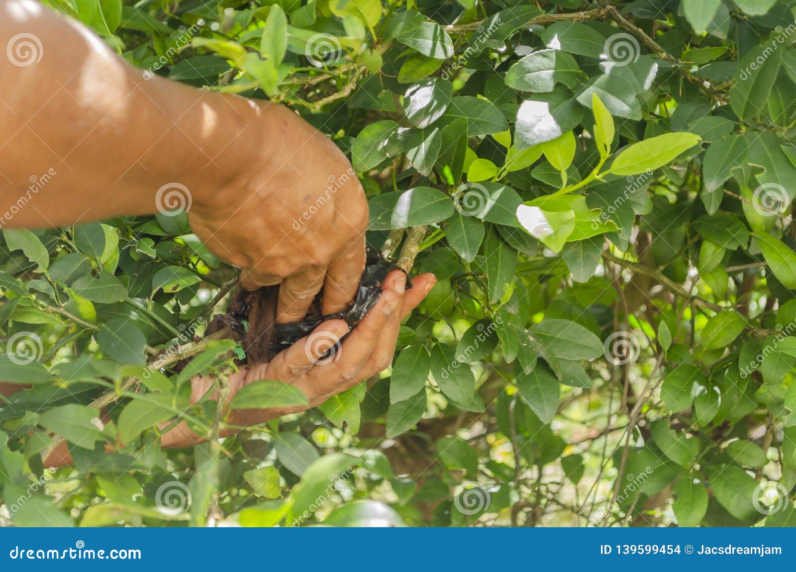Circumposing Key Lime Branch Stock Photo - Image of fruits, cultivate ...