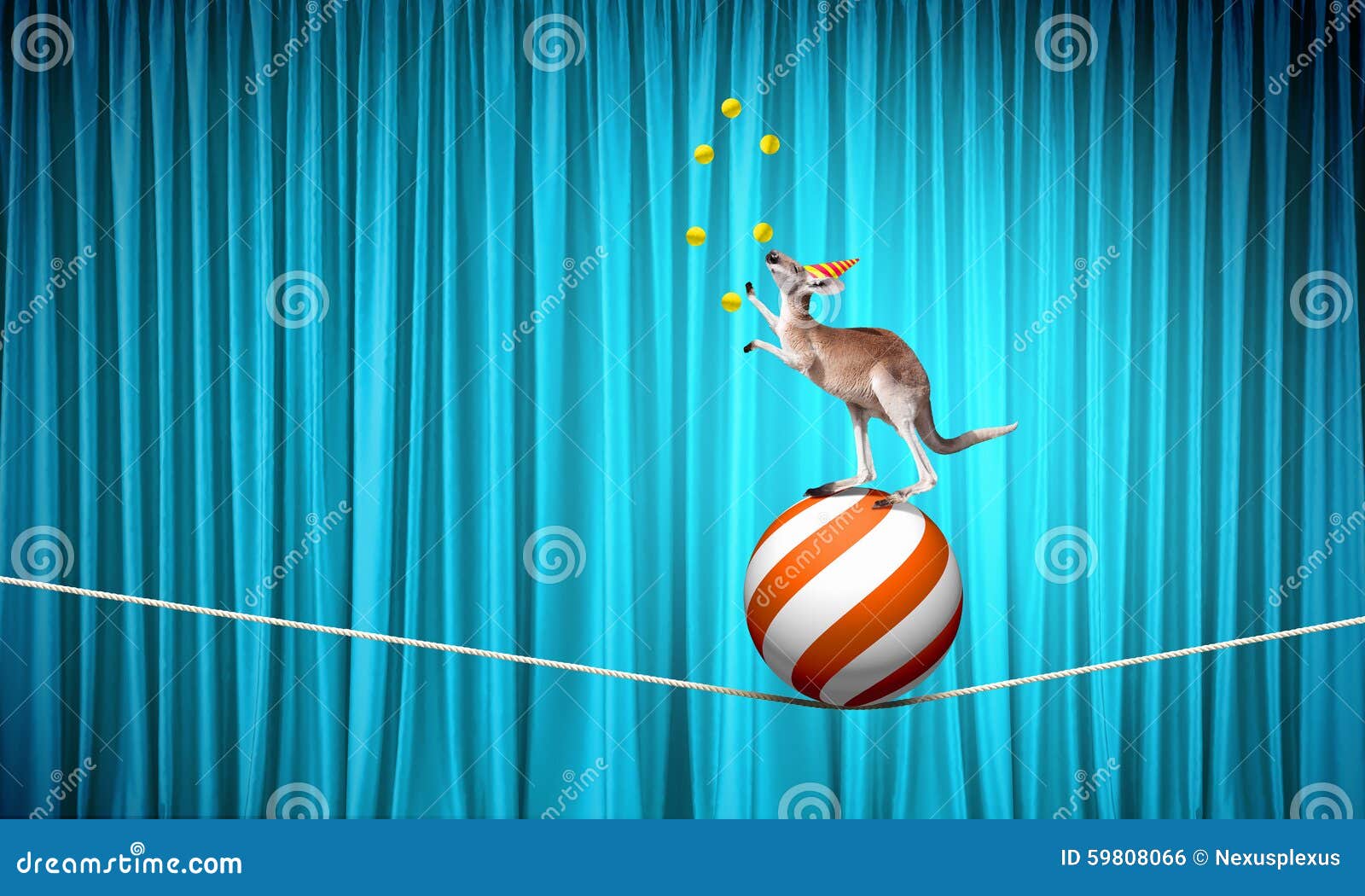 Circus animals stock photo. Image of game, motion, concentration - 59808066