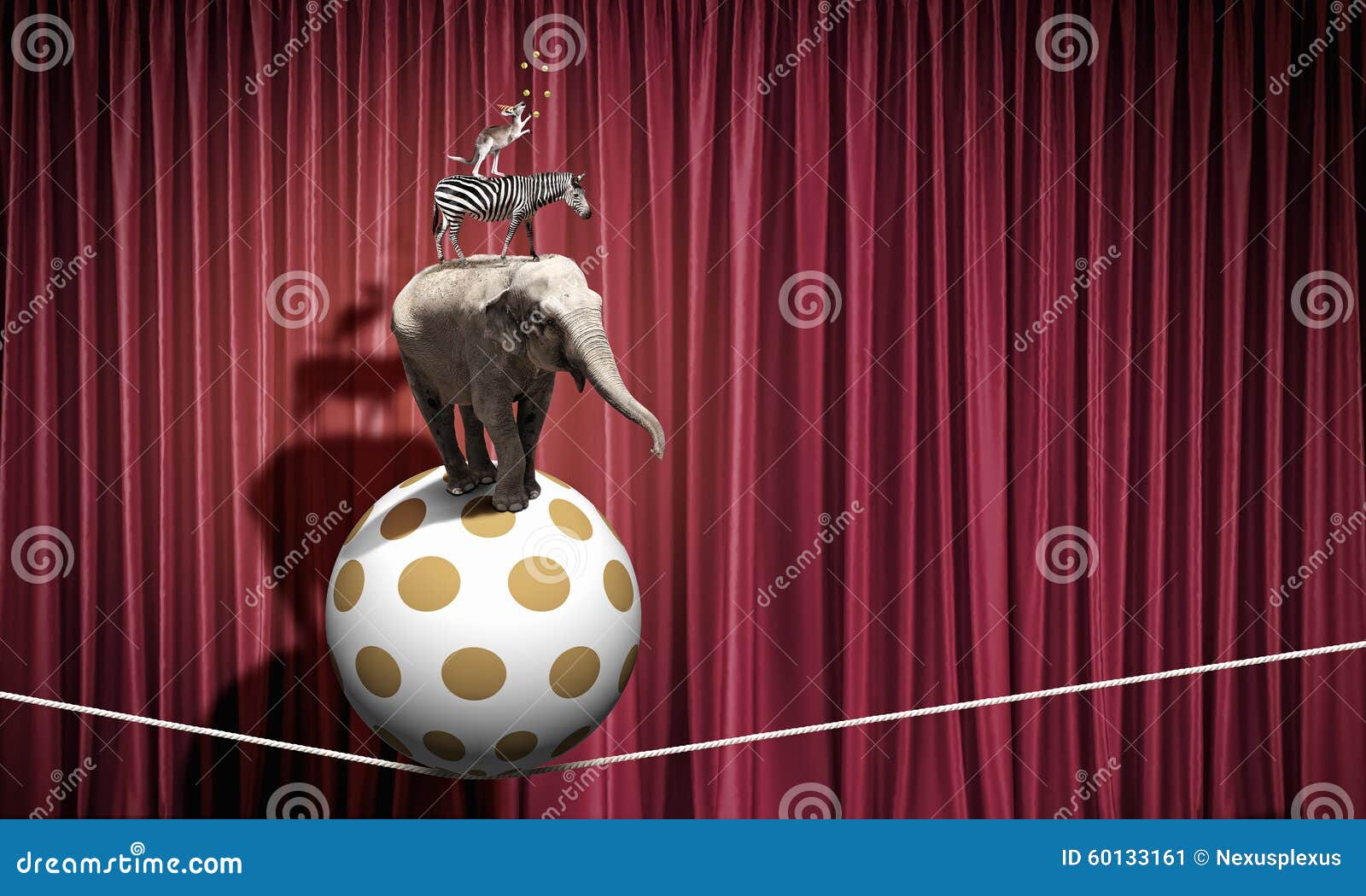 Circus animals stock image. Image of ball, sphere, juggling - 60133161